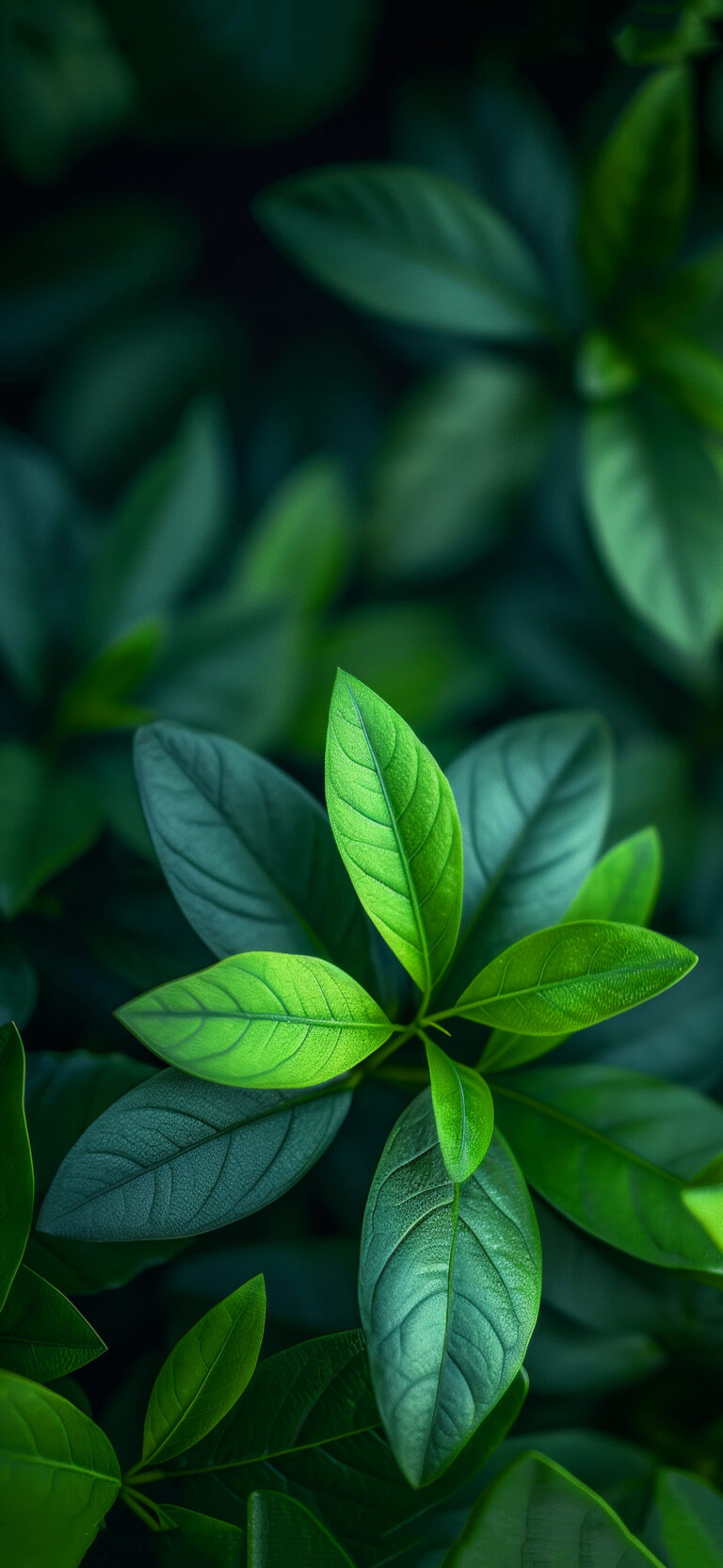Green Leaves - KoLPaPer - Awesome Free HD Wallpapers